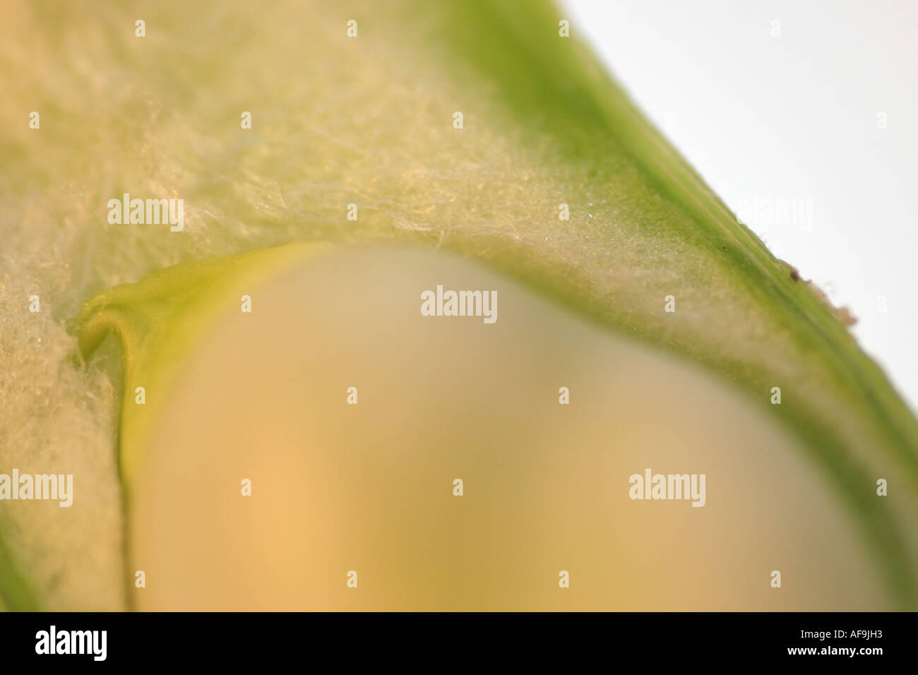 A Stock Photograph of The Inside of a Broad Bean Pod Stock Photo - Alamy