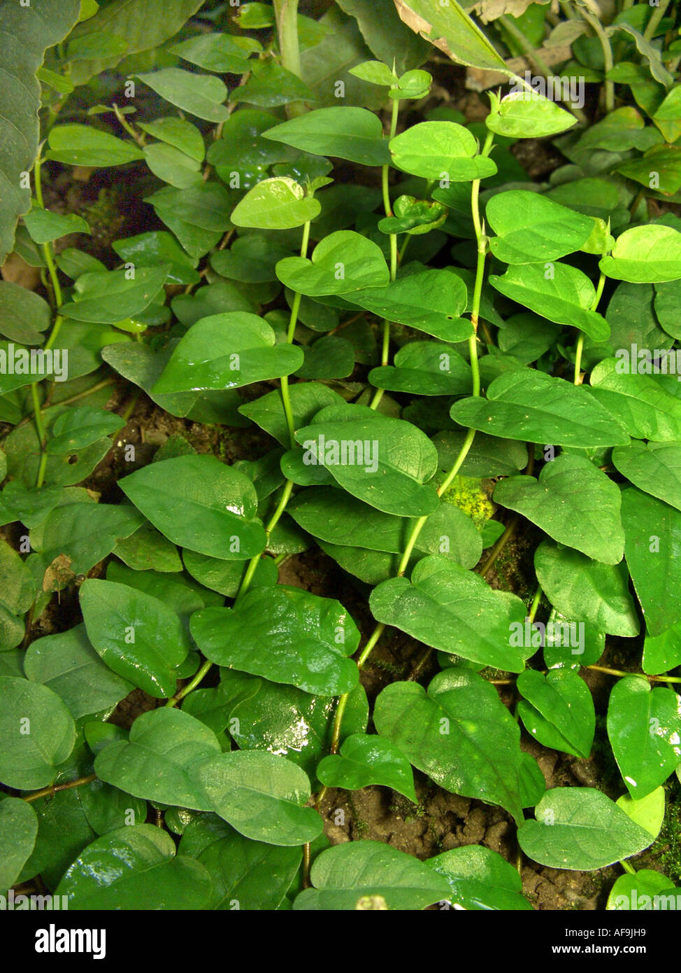 Creeping Fig, Fig Vine (Ficus pumila), creeping plant Stock Photo - Alamy