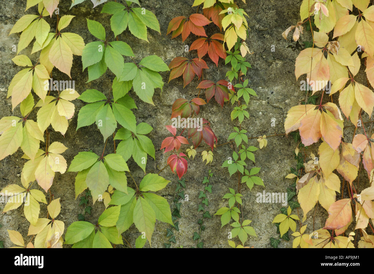 Virginia creeper parthenocissus quinquefolia hi-res stock photography ...
