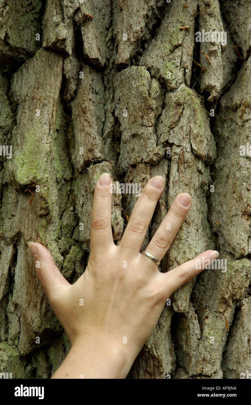 Oak tree bark hand hi-res stock photography and images - Alamy