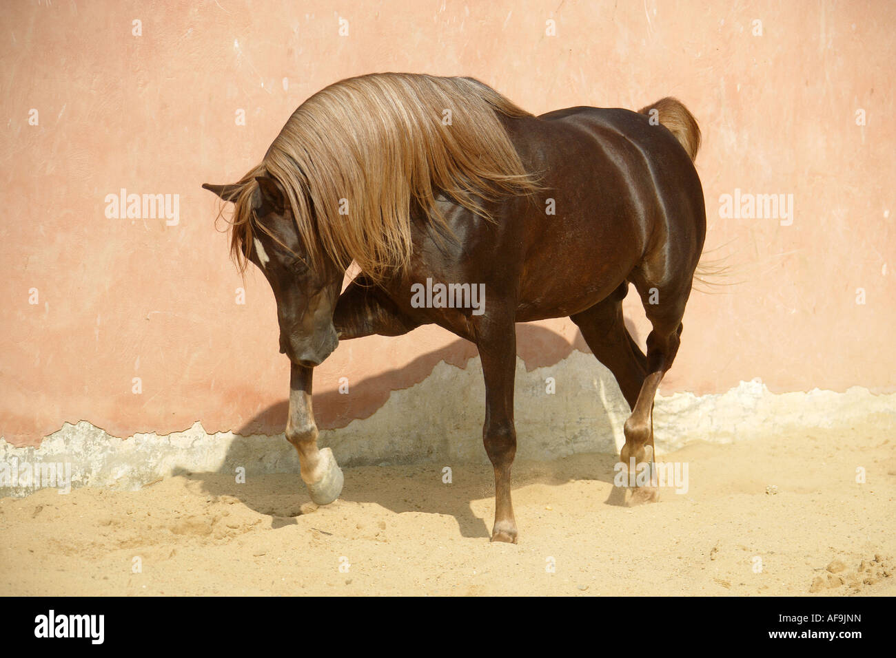 Asil Arabian High Resolution Stock Photography and Images - Alamy