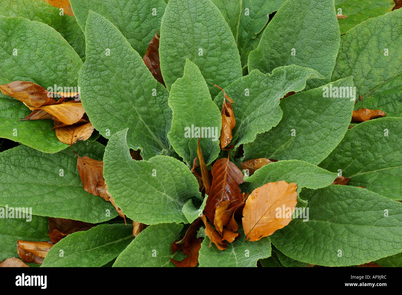 Foxglove Leaves High Resolution Stock Photography and Images - Alamy