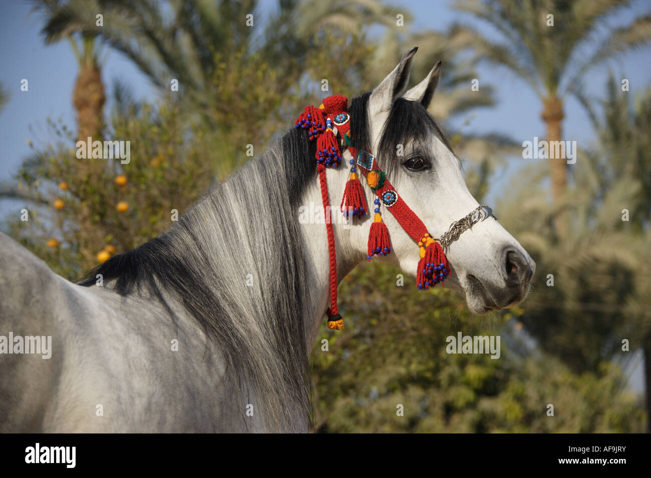 Asil-Arabian horse - portrait Stock Photo - Alamy