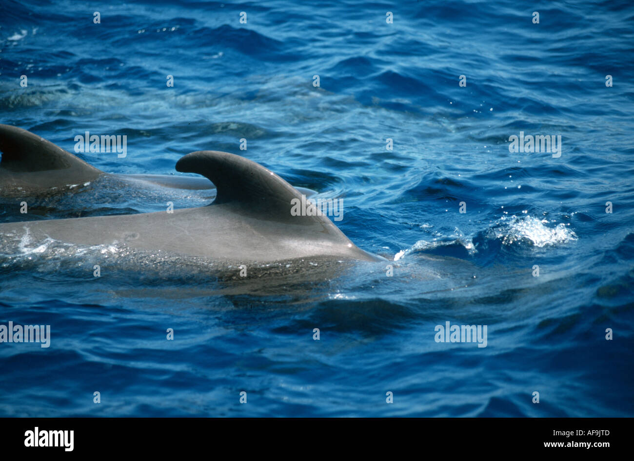 pothead-whale (Globicephala macrorhynchus), two emerging animals, Spain ...