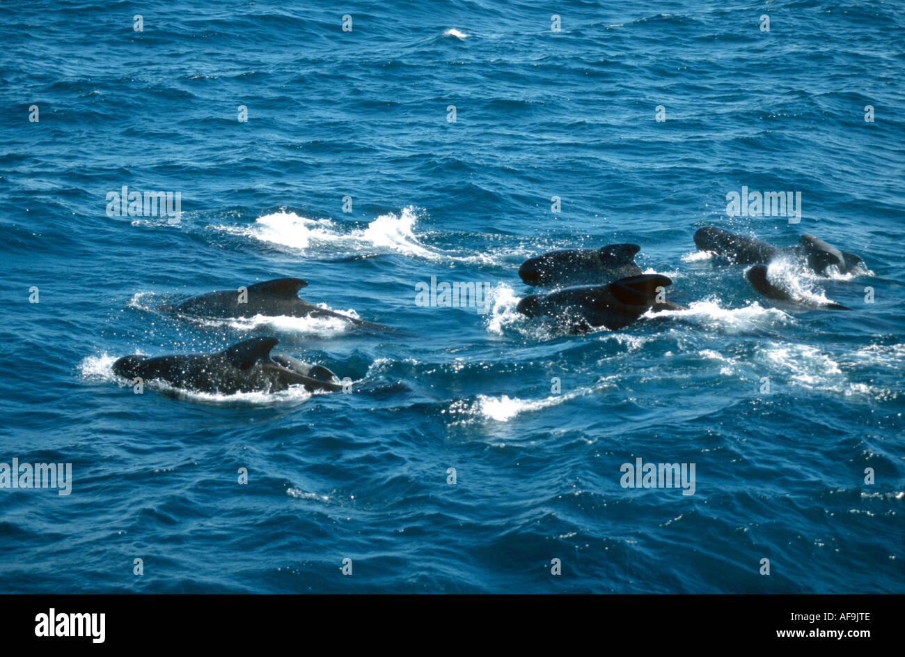 long-finned pilot whale, pothead whale, caaing whale, longfin pilot ...