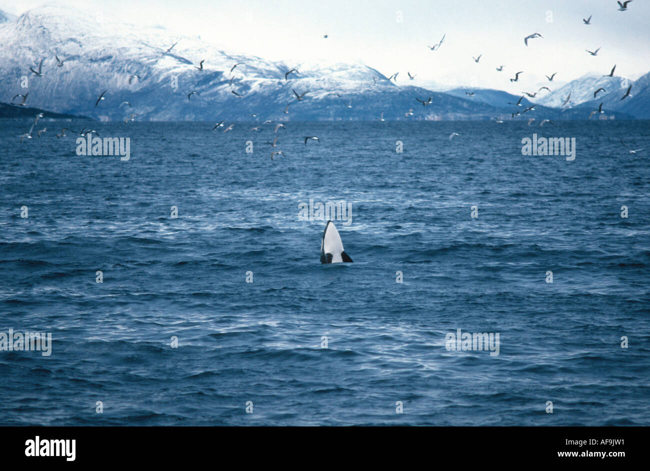 orca, great killer whale, grampus (Orcinus orca), emerging single ...