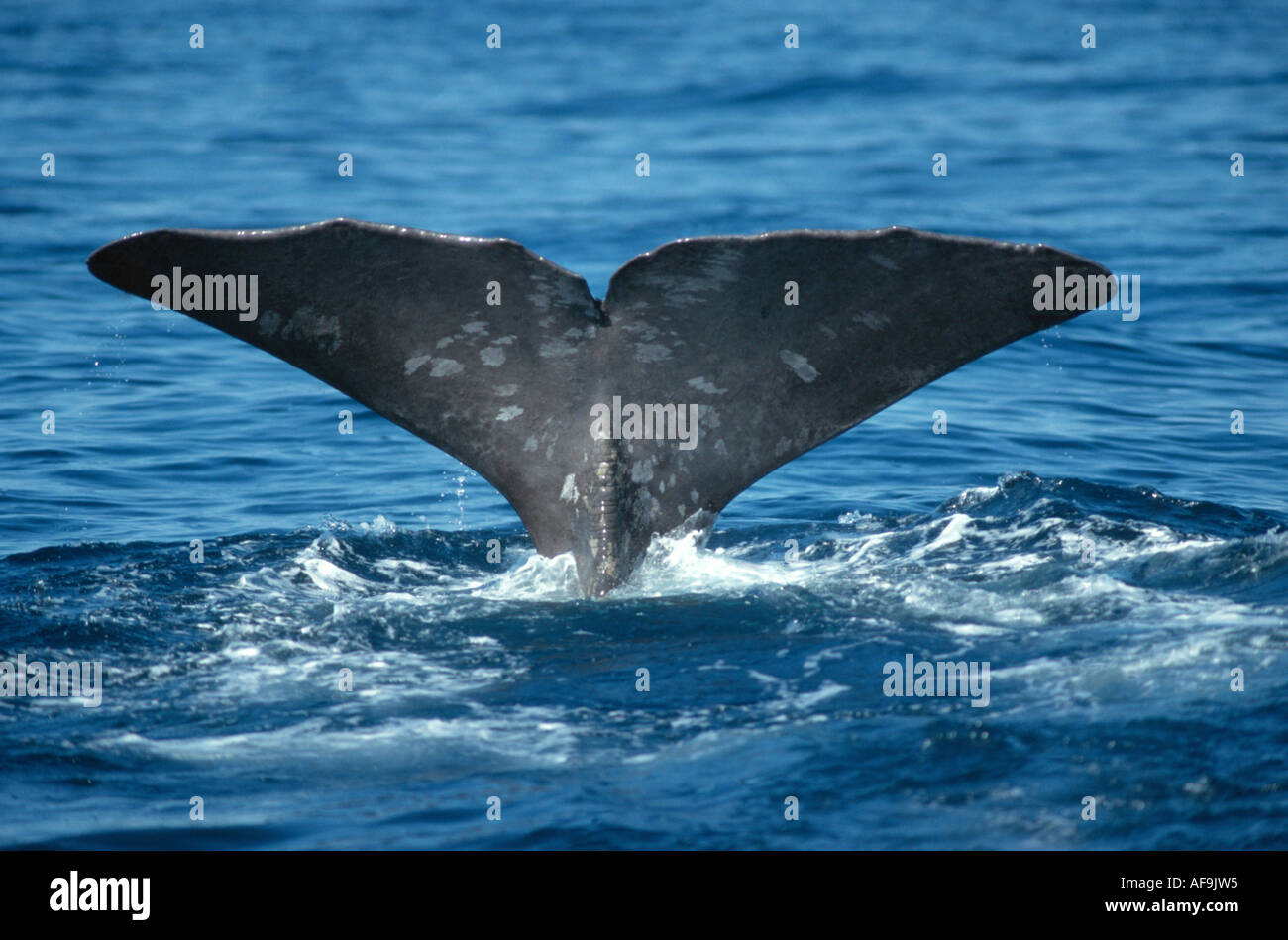 sperm whale, great sperm whale, spermaceti whale, trumpet whale ...