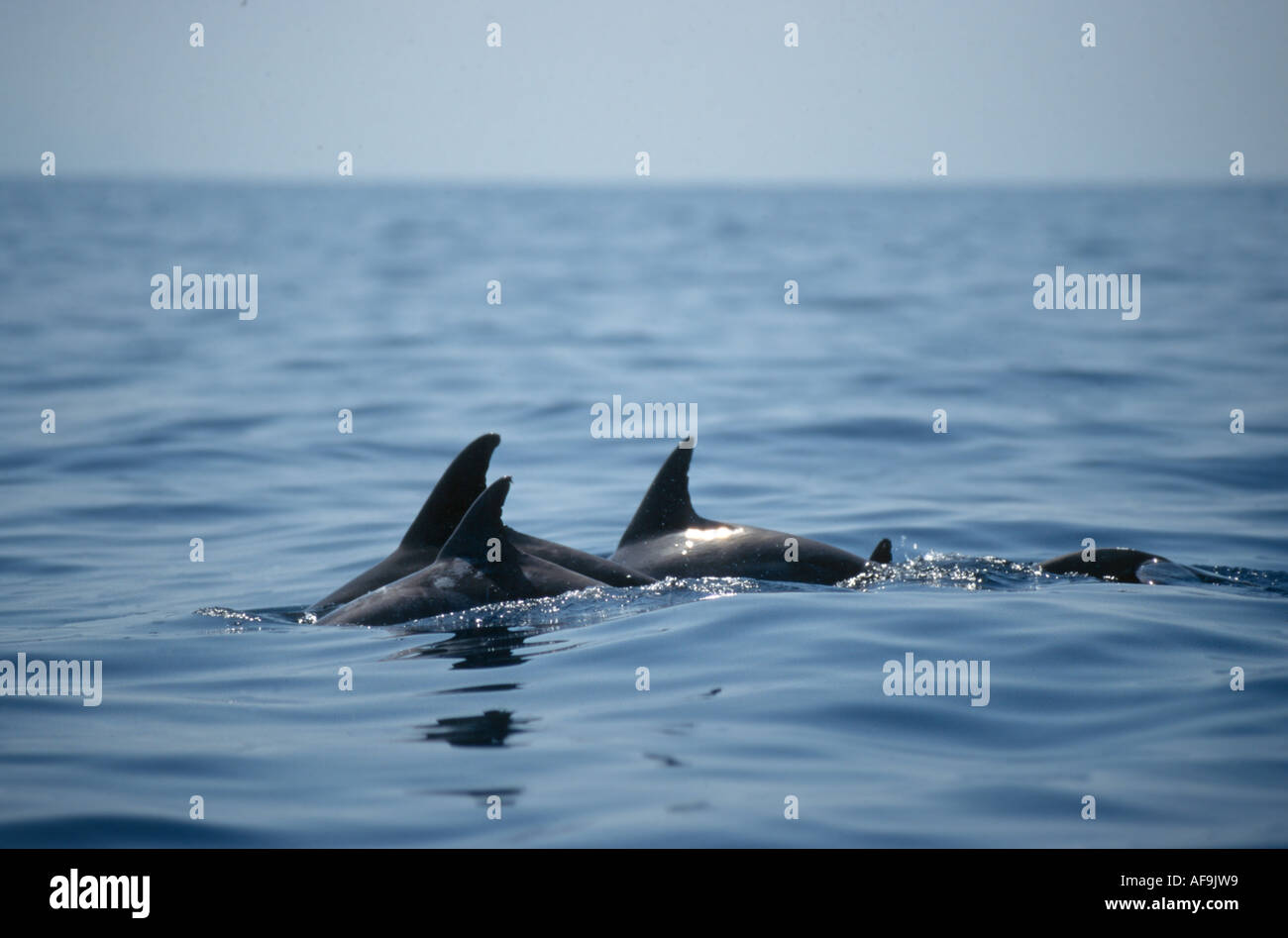 Black porpoise hi-res stock photography and images - Alamy