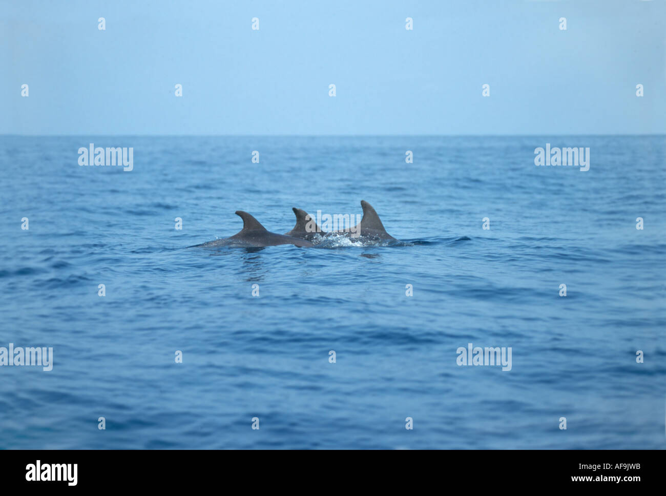 Three simultaneous roaming animals hi-res stock photography and images ...