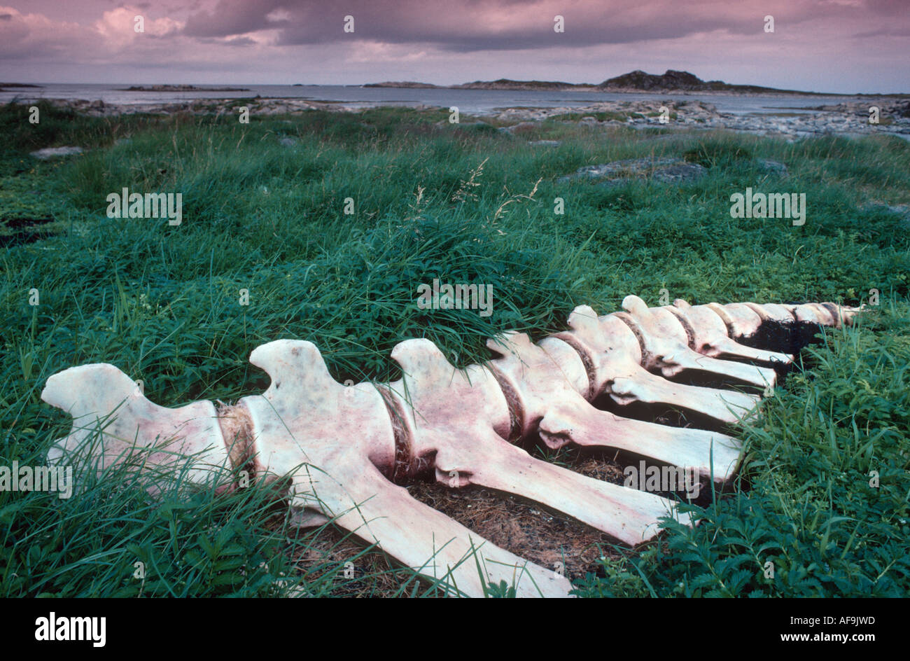 sperm whale, great sperm whale, spermaceti whale, trumpet whale ...