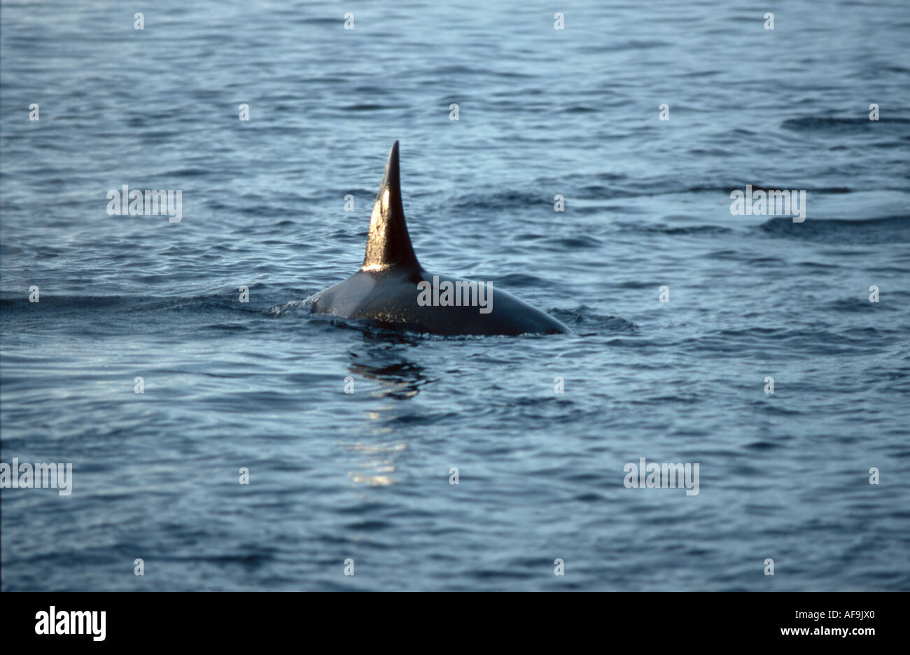 Disappearing animal hi-res stock photography and images - Alamy