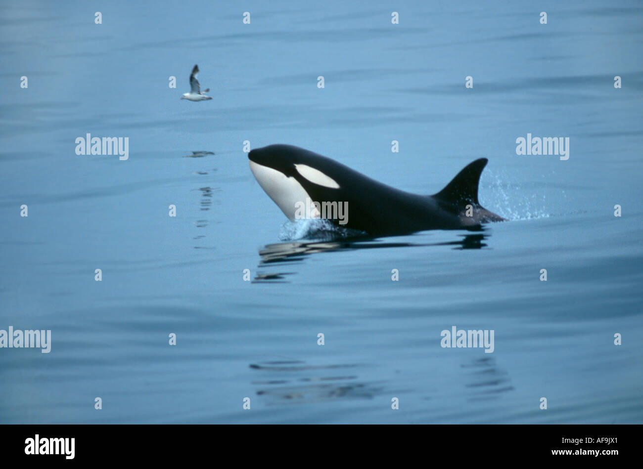 orca, great killer whale, grampus (Orcinus orca), single animal short ...
