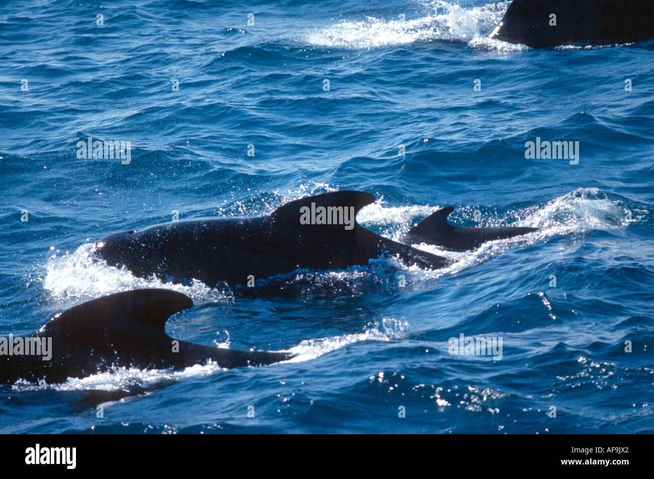 Pothead whales hi-res stock photography and images - Alamy