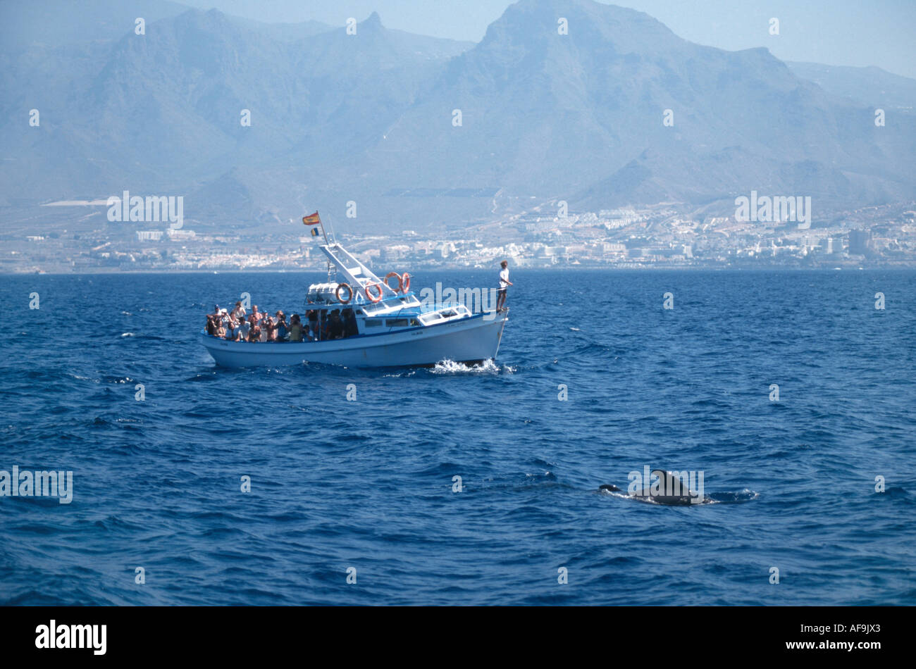 Indo-Pacific pilot whale, short-finned pilot whale, blackfish ...