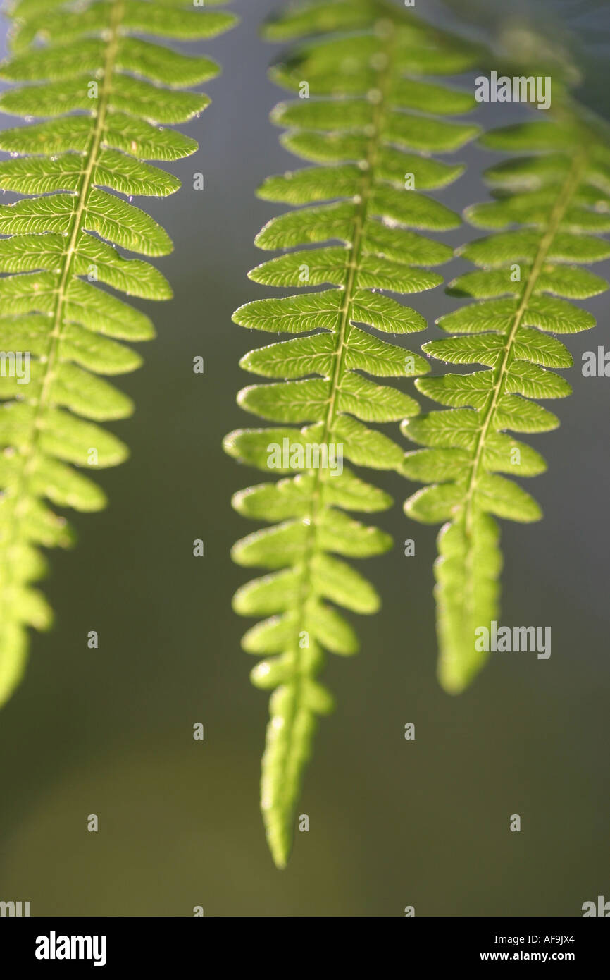 A Stock Photograph of a Fern Leaf Stock Photo - Alamy