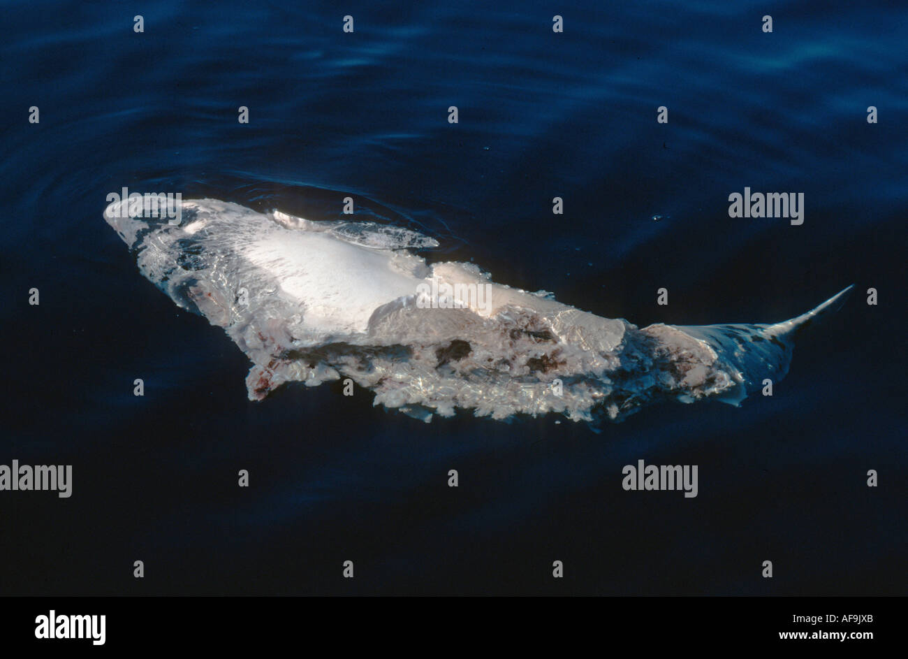 pygmy sperm whale, lesser cachalot (Kogia breviceps), carcass with ...