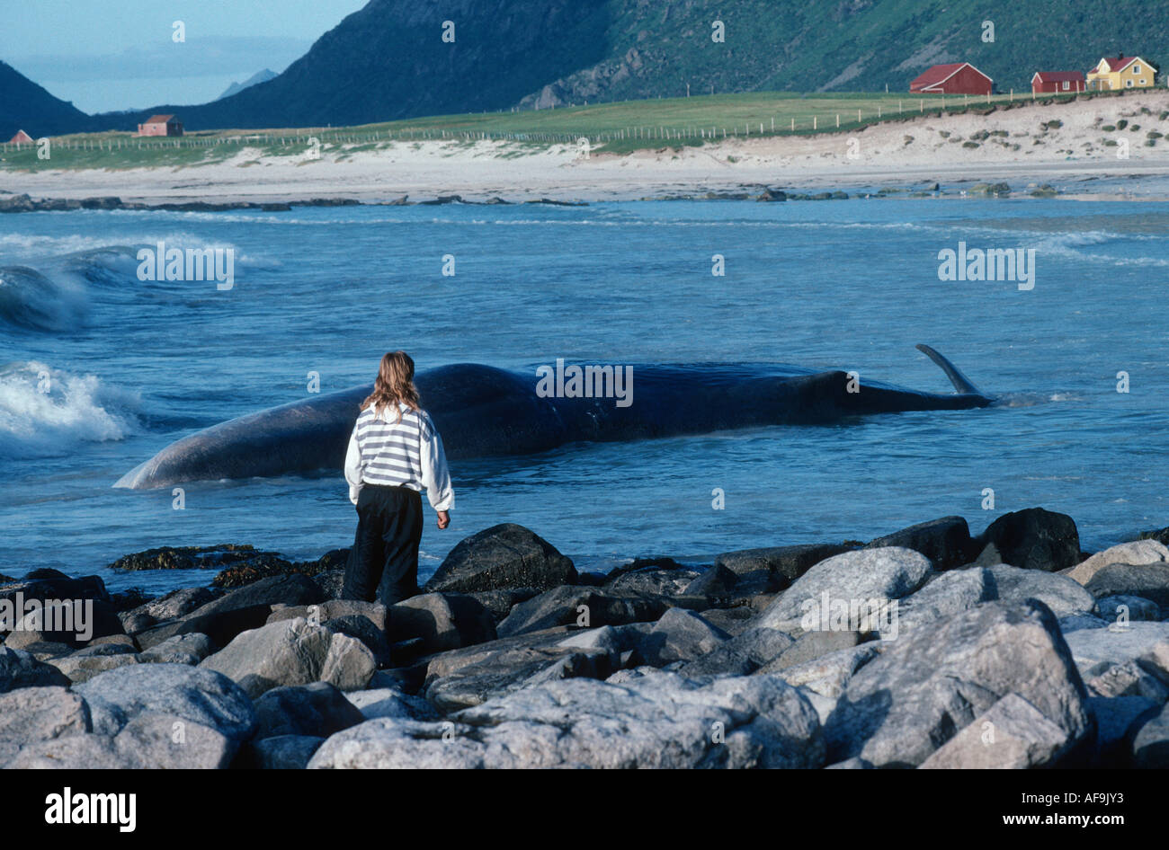 sperm whale, great sperm whale, spermaceti whale, trumpet whale ...