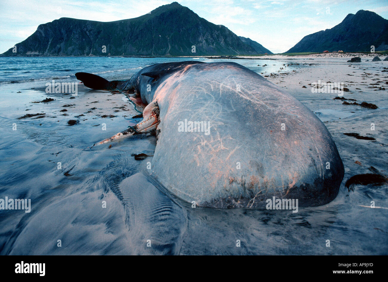 Sperm Whale Spermaceti
