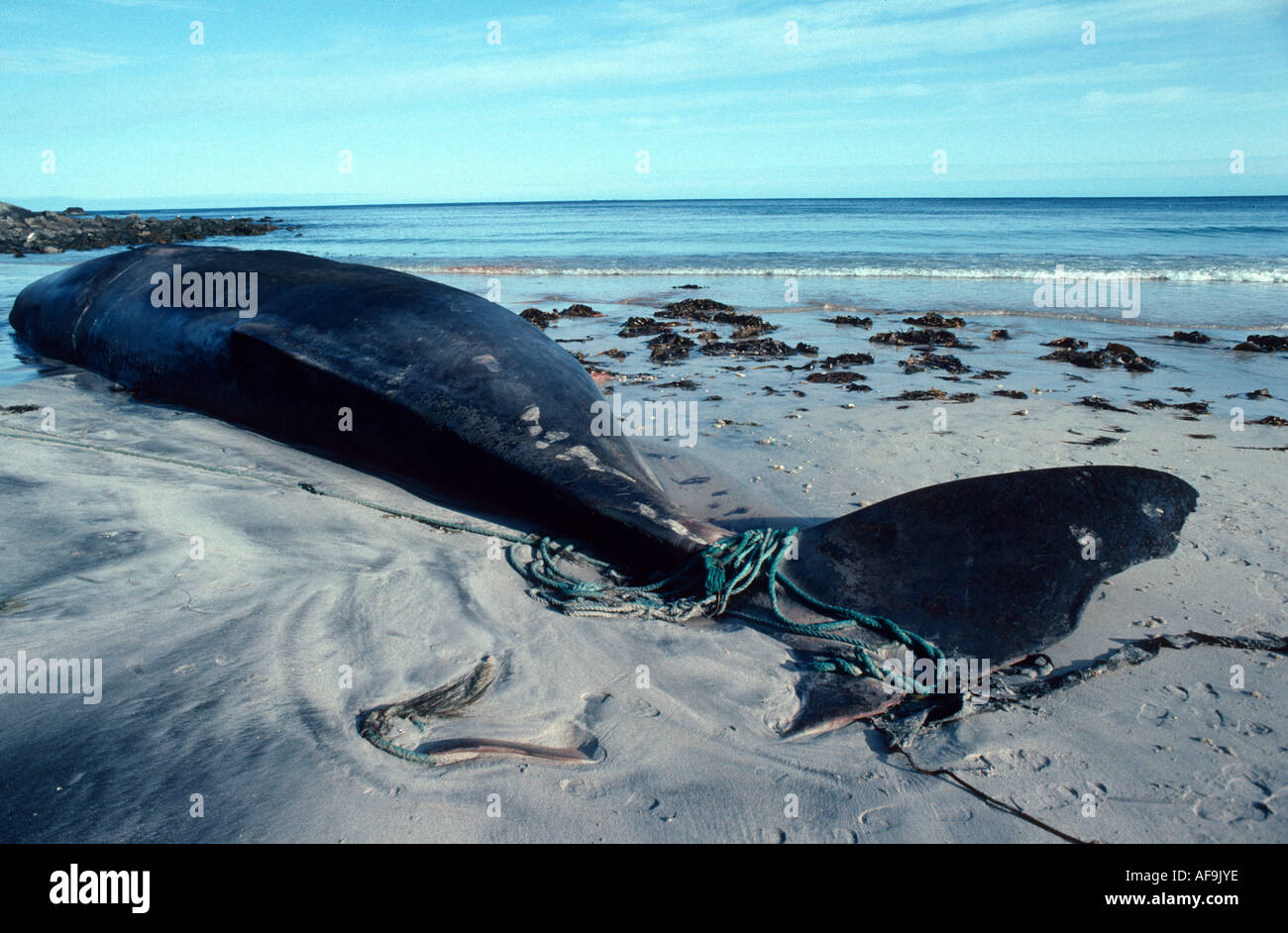 Sperm Whale Spermaceti