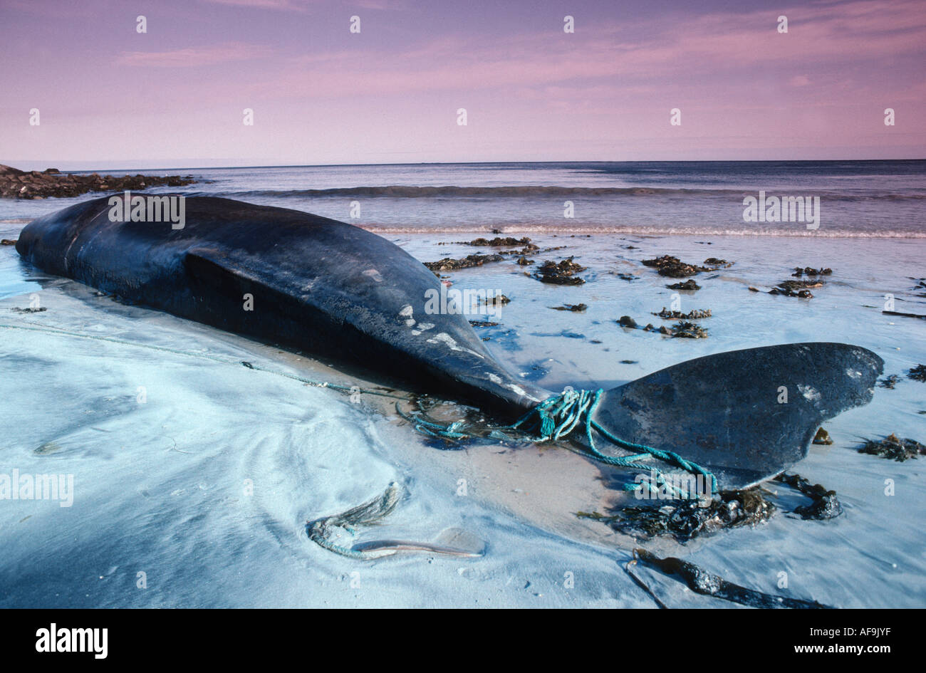 Sperm Whale Spermaceti