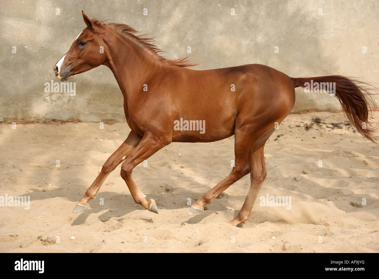 Asil-Arabian horse - galopping in sand Stock Photo - Alamy