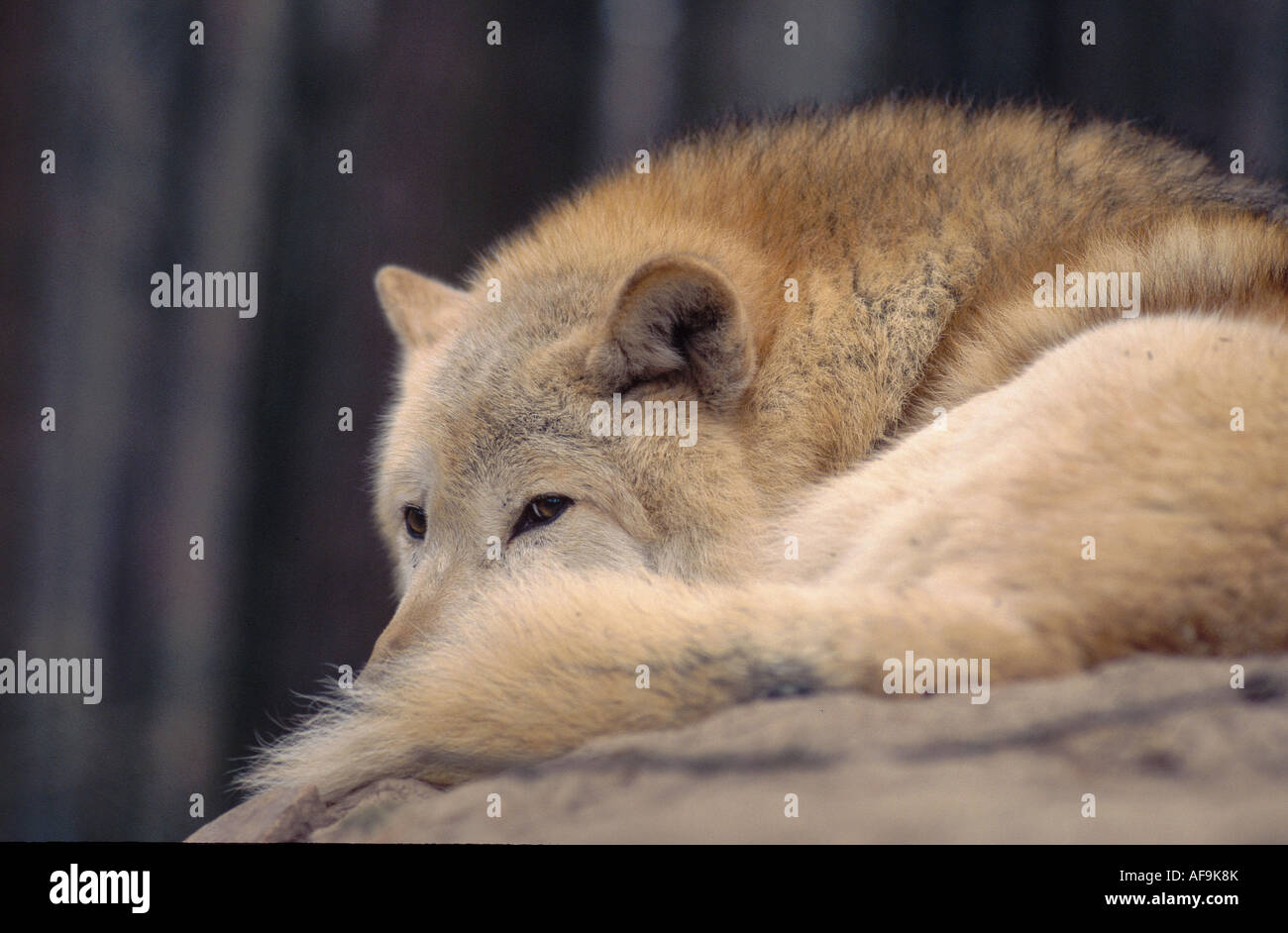 timber wolf (Canis lupus lycaon), brown timber wolf, single individual ...