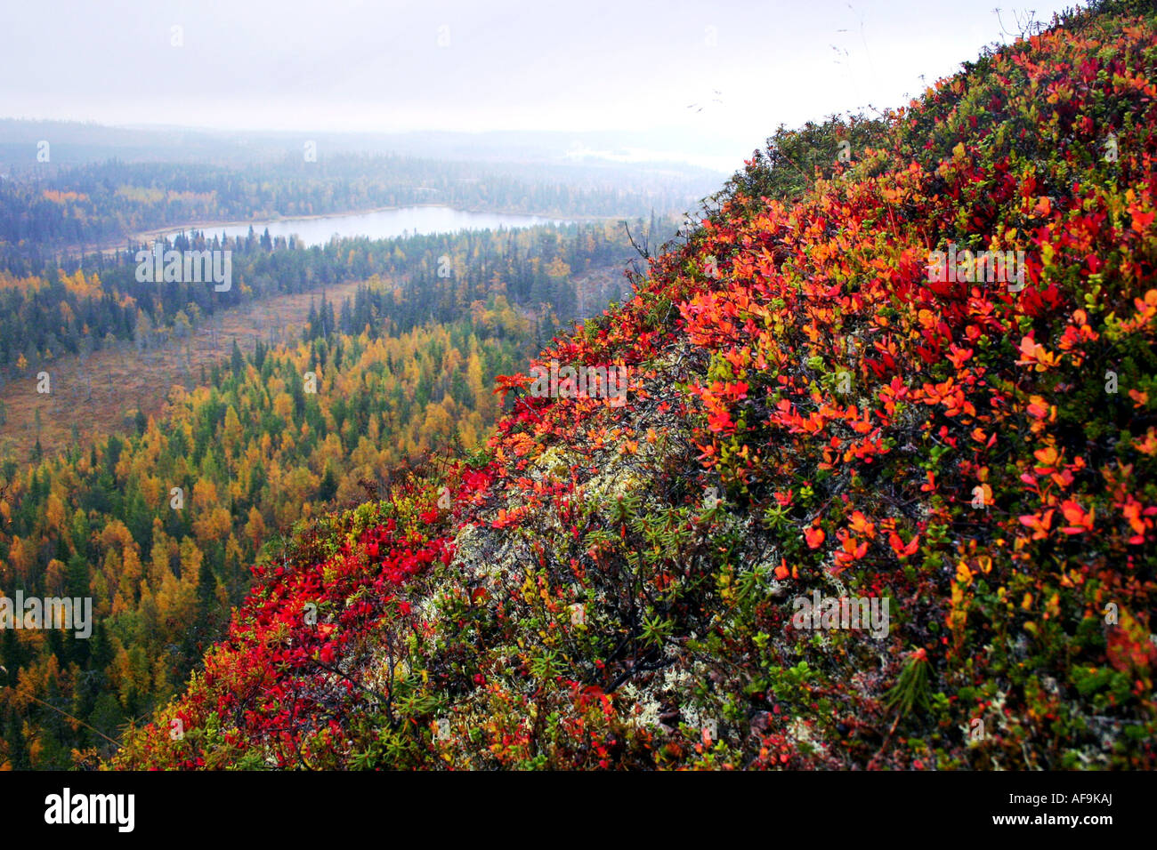 Alpine bearberry, black bearberry (Arctostaphylos alpina), Scenary from ...