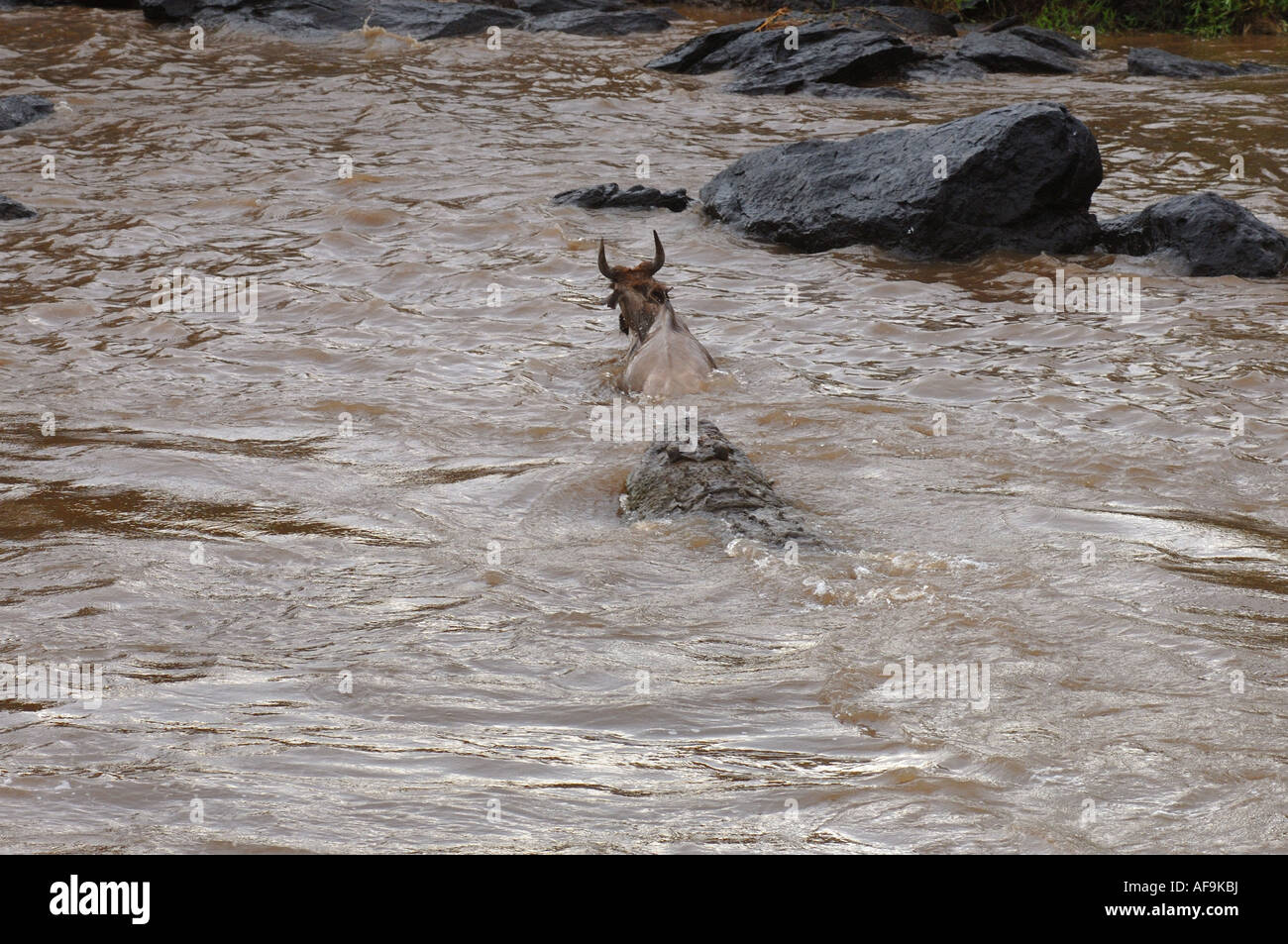 Nile crocodile (Crocodylus niloticus), attack on wildebeest in the Mara ...