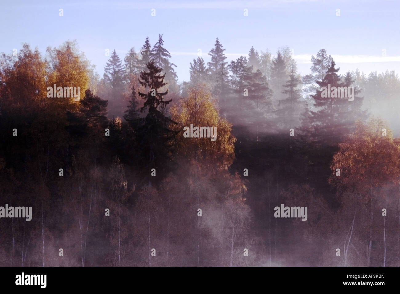 morning mist in Halimas, Finland Stock Photo - Alamy