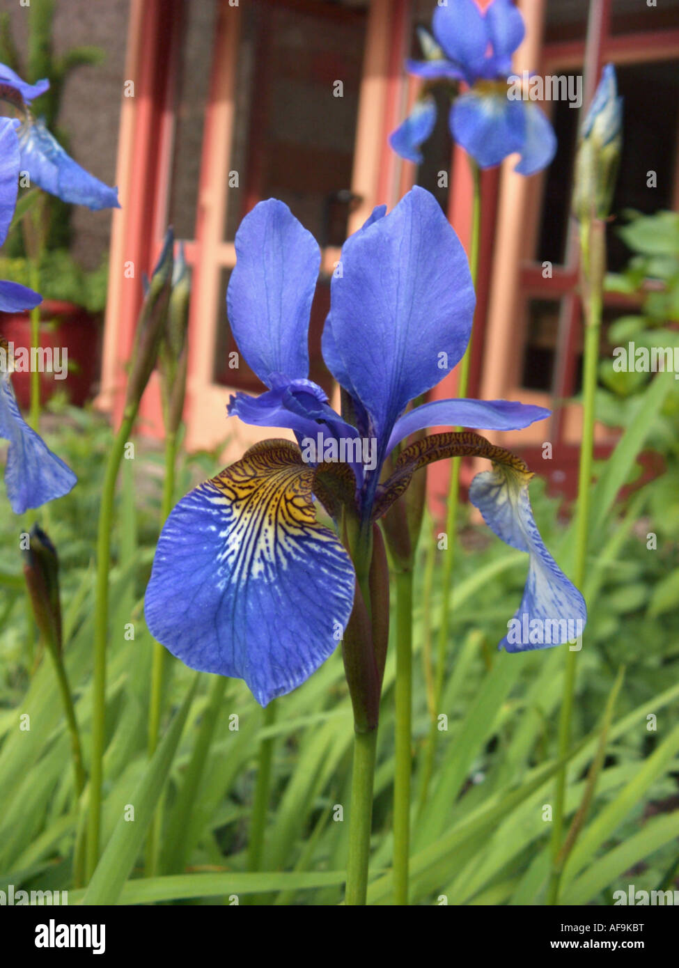 Siberian iris (Iris sibirica), blooming in a front garden Stock Photo ...