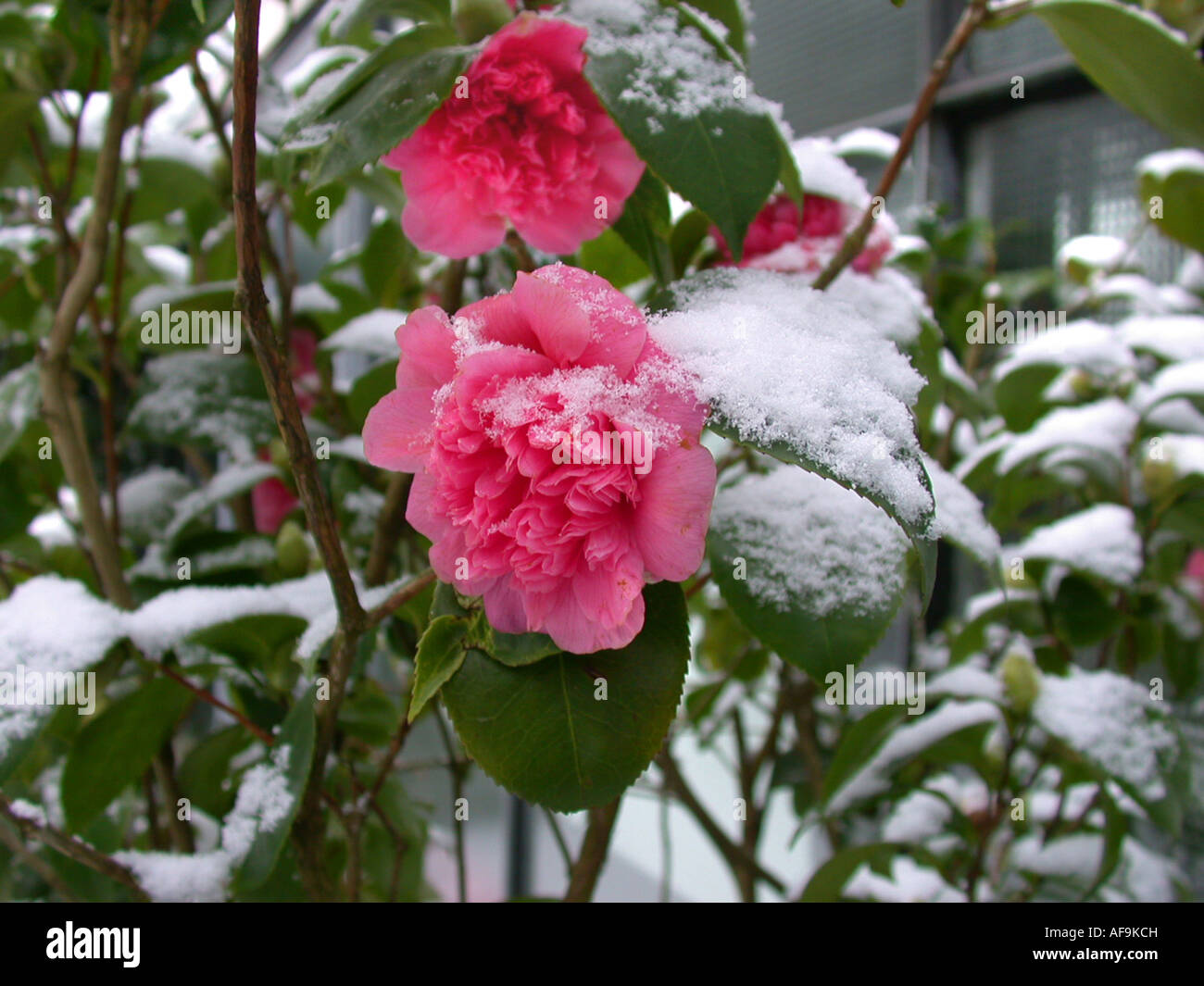 Japanese camellia camellia japonica hi-res stock photography and images ...