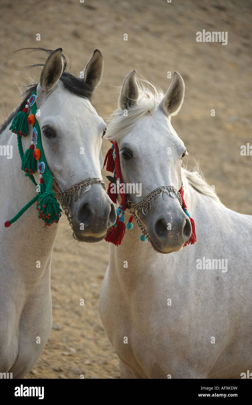 two Asil-Arabian horses - portrait Stock Photo - Alamy