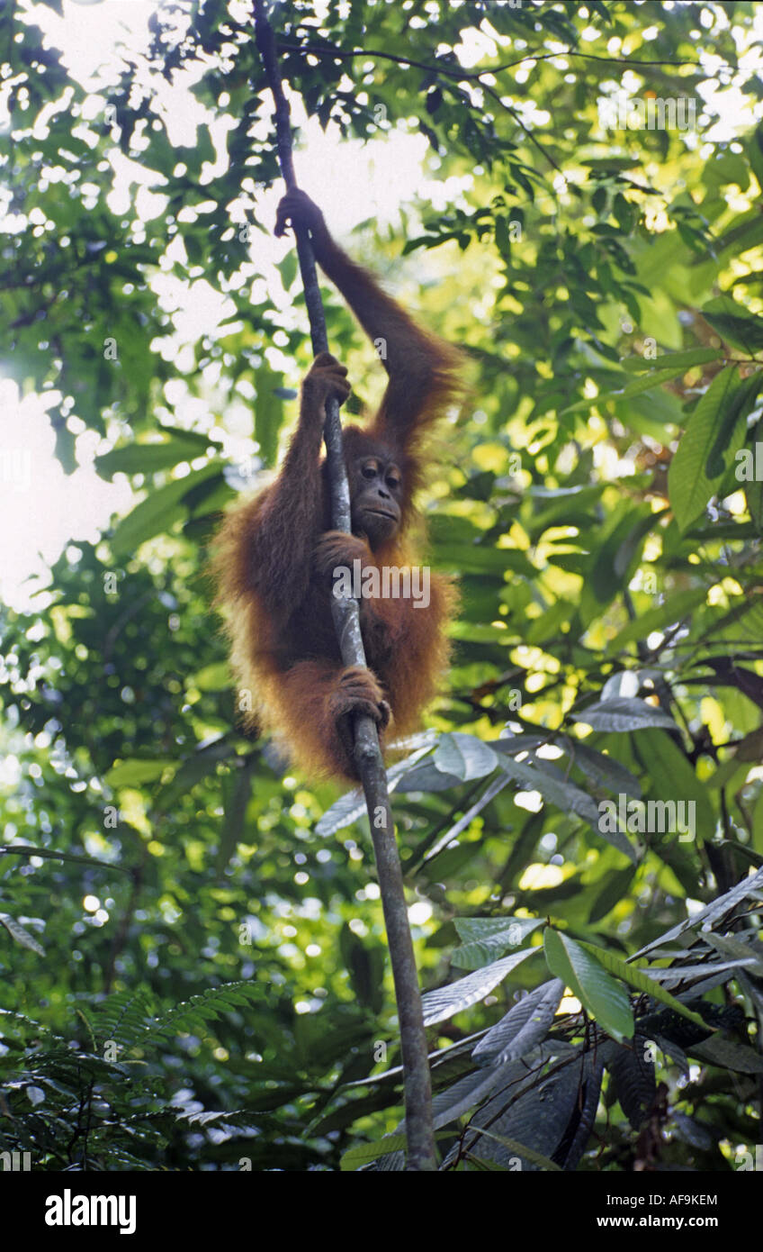 orang-utan, orangutan, orang-outang (Pongo pygmaeus), climbing at a ...