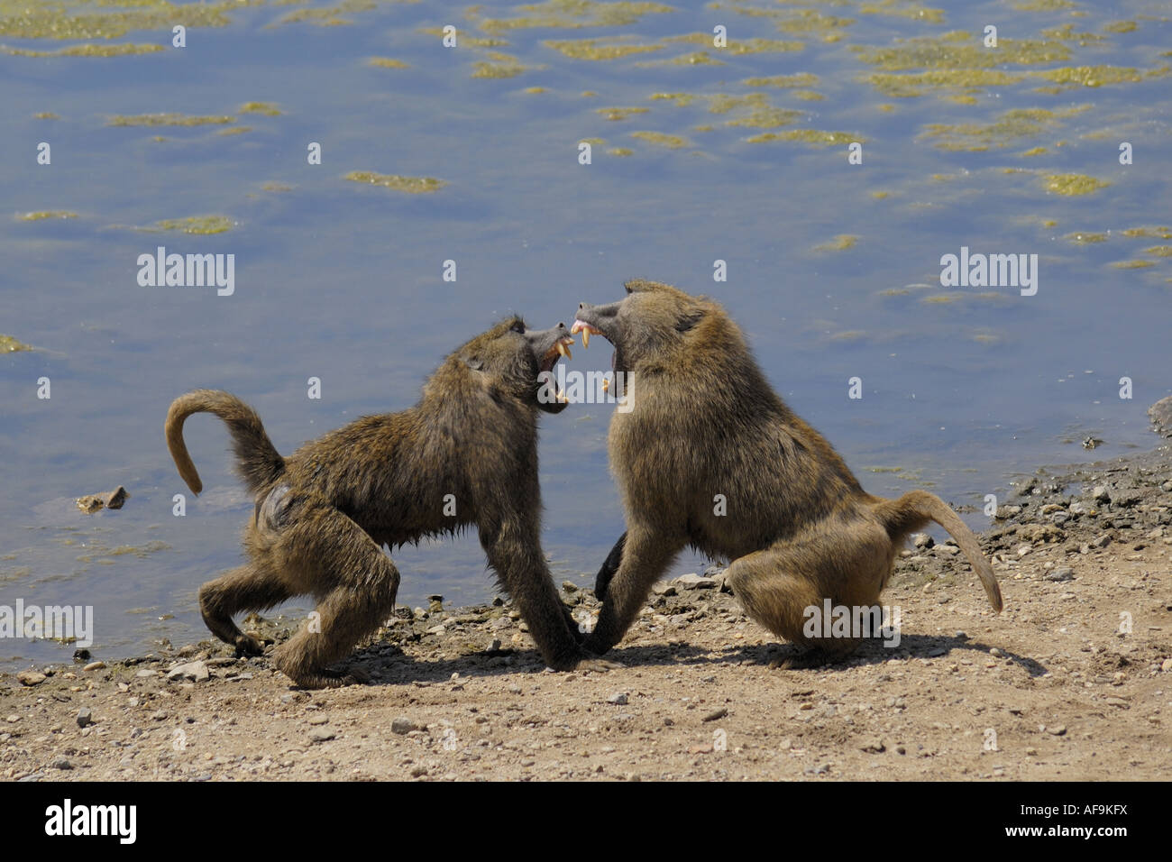 yellow baboon, savannah baboon, anubius baboon, olive baboon (Papio ...