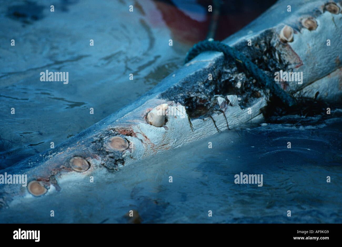 sperm whale, great sperm whale, spermaceti whale, trumpet whale ...