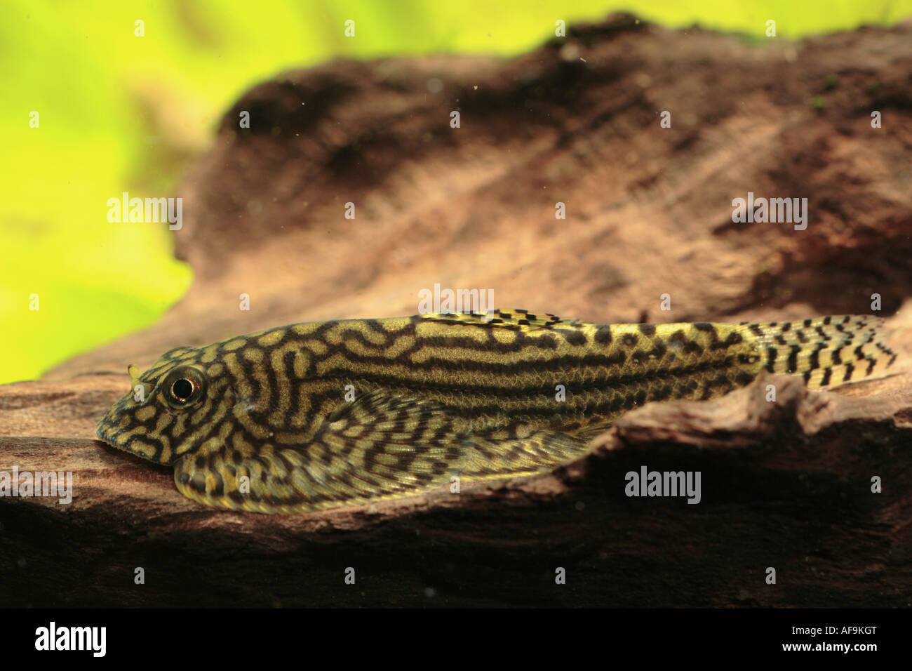 Lineolata hi-res stock photography and images - Alamy