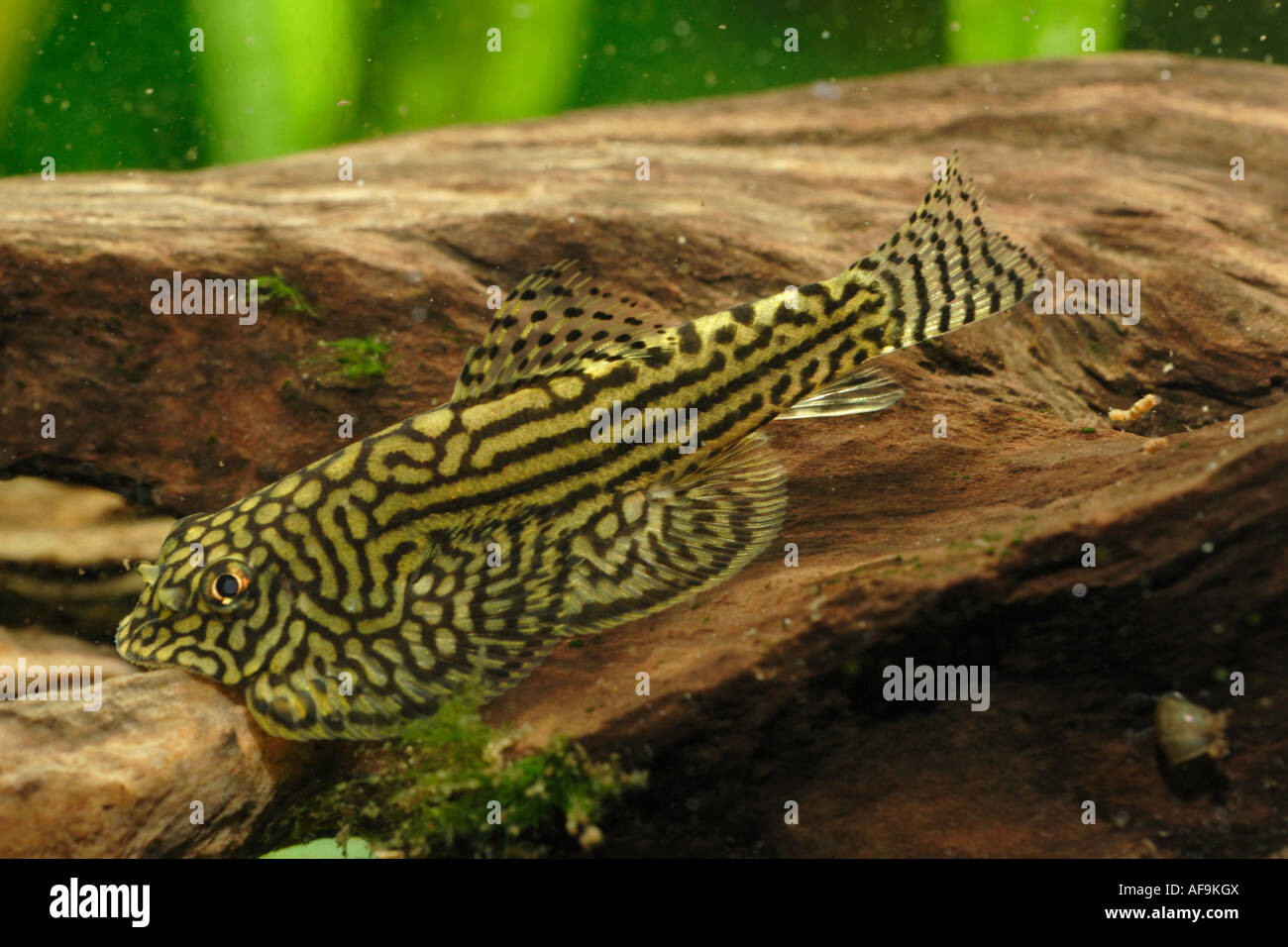 Lineolata hi-res stock photography and images - Alamy