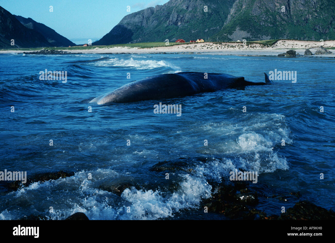 sperm whale, great sperm whale, spermaceti whale, trumpet whale ...