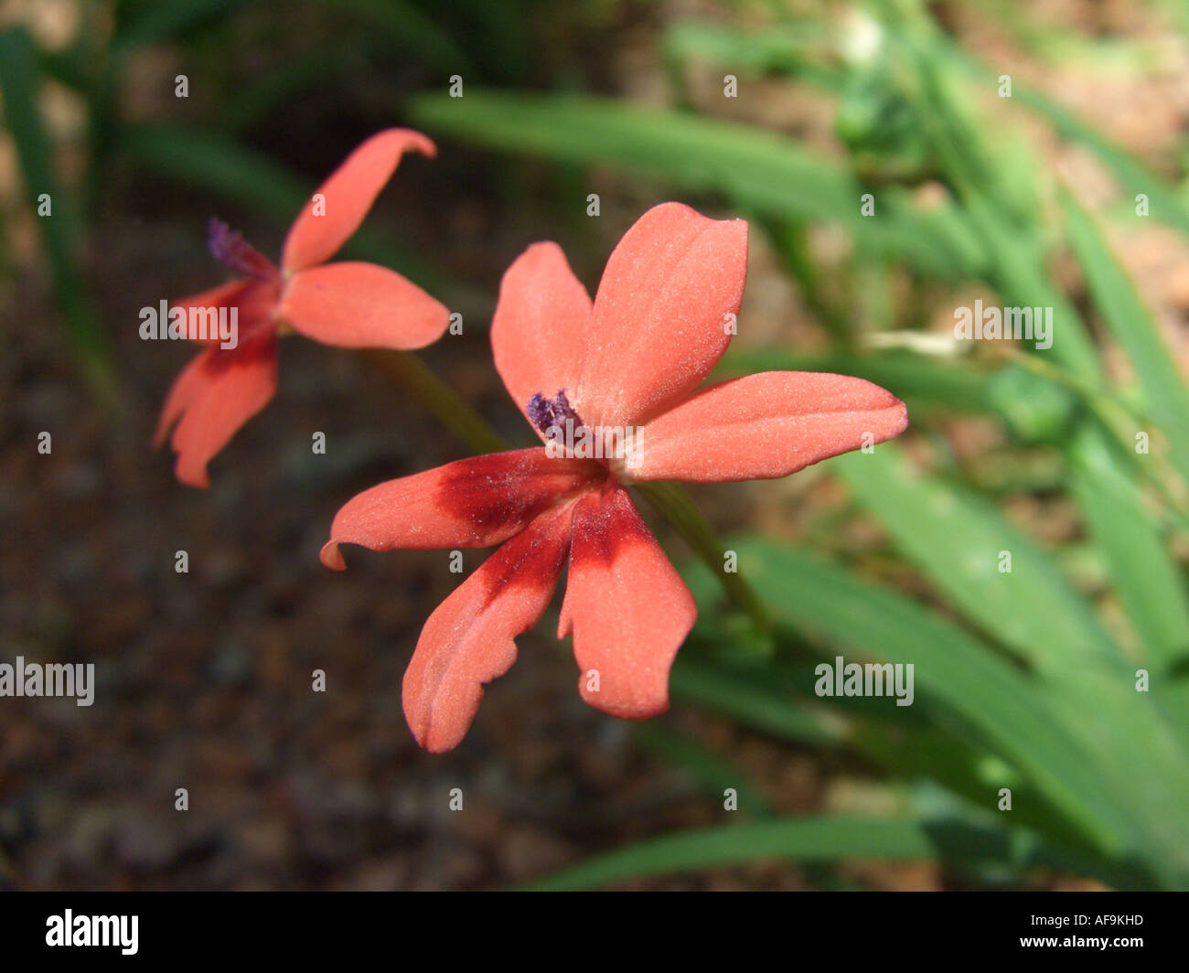 Anomatheca laxa hi-res stock photography and images - Alamy