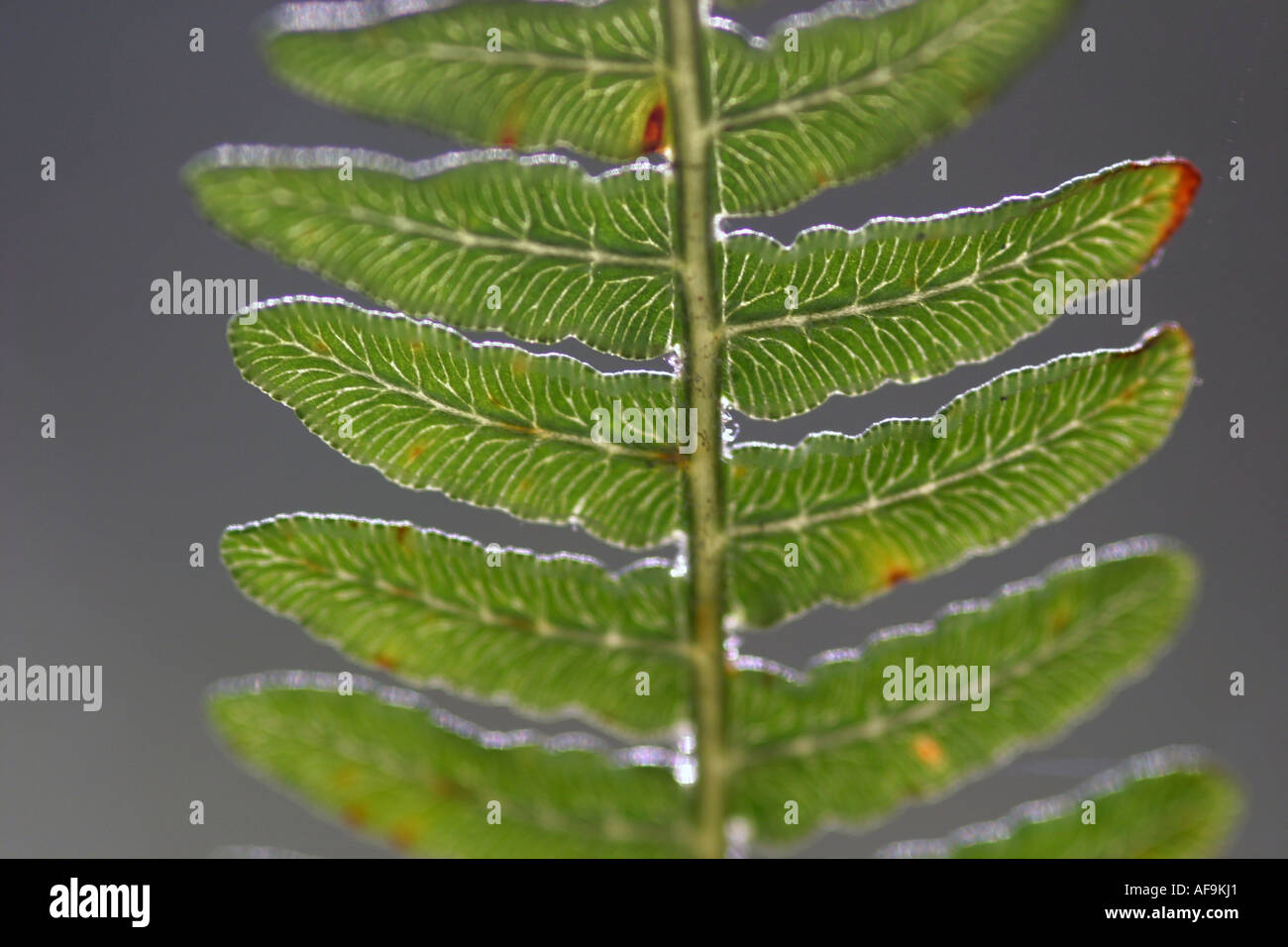 Leaf capillaries hi-res stock photography and images - Alamy