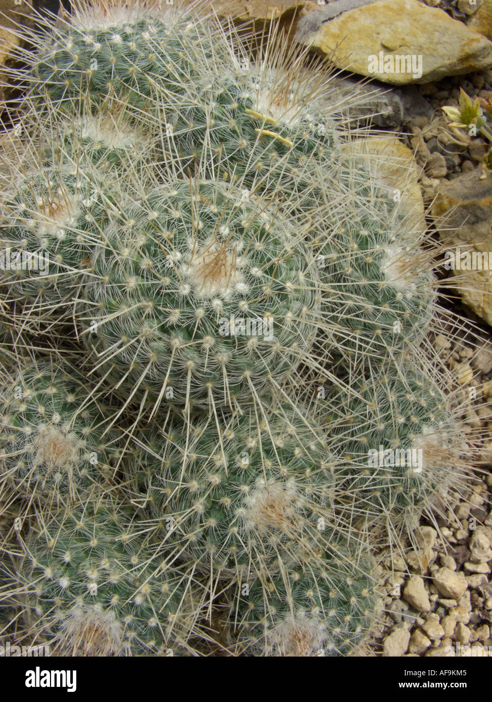Pincushion Cactus (Mammillaria geminispina, Mammillaria albata Stock ...