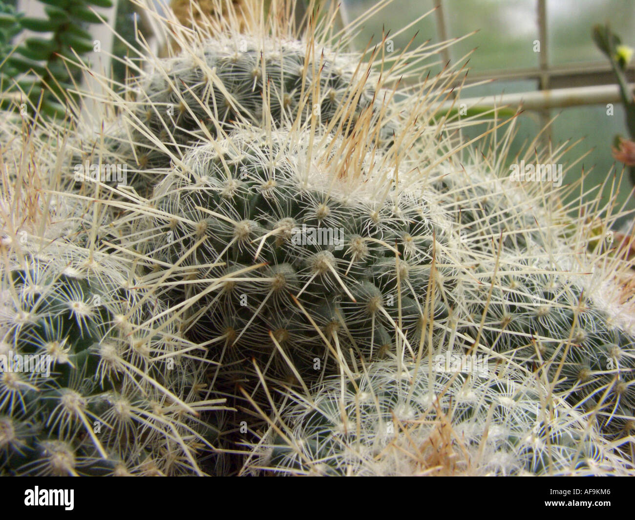 Pincushion Cactus (Mammillaria geminispina, Mammillaria albata Stock ...