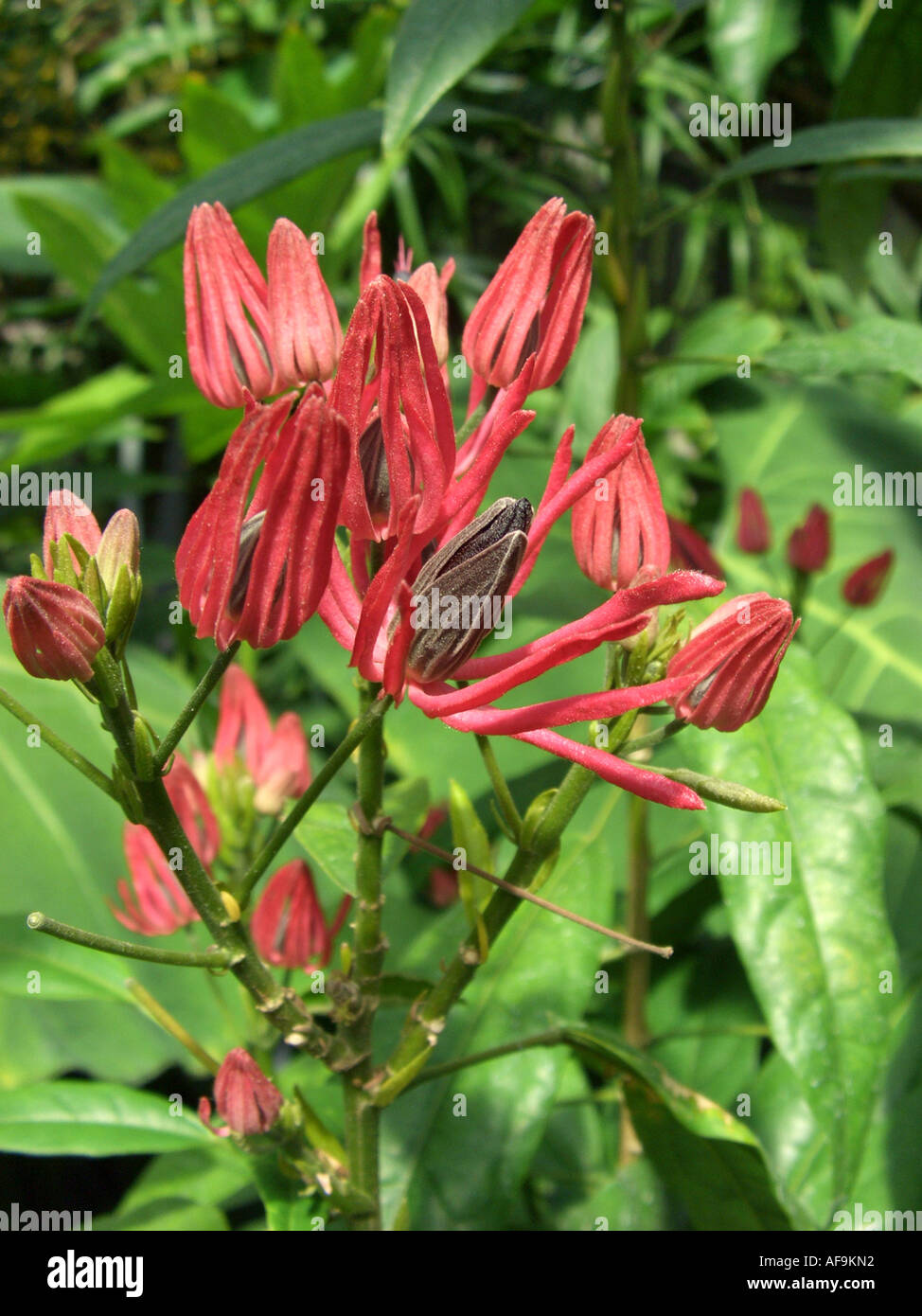 Brazilian candle pavonia multiflora hi-res stock photography and images ...