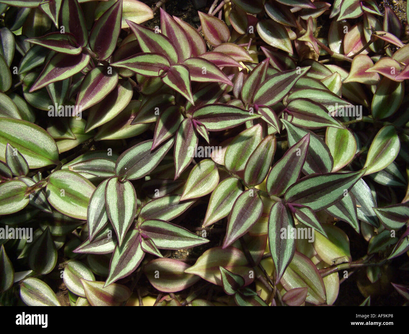 Wandering Jew (Zebrina pendula, Tradescantia zebrina), leaves Stock ...