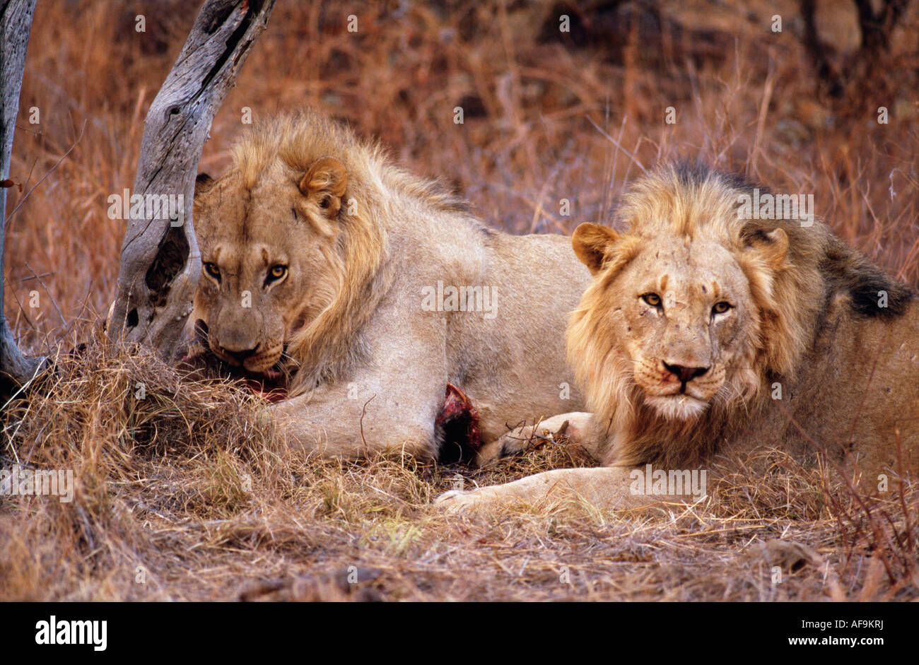Africa flesh eating animals hi-res stock photography and images - Alamy