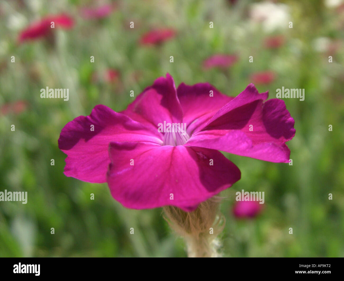 Rose campion crown pink mullein hi-res stock photography and images - Alamy