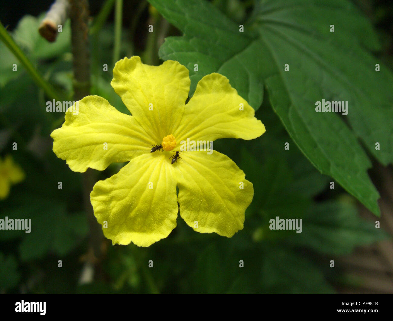 Balsam Pear (Momordica charantia), flower Stock Photo - Alamy