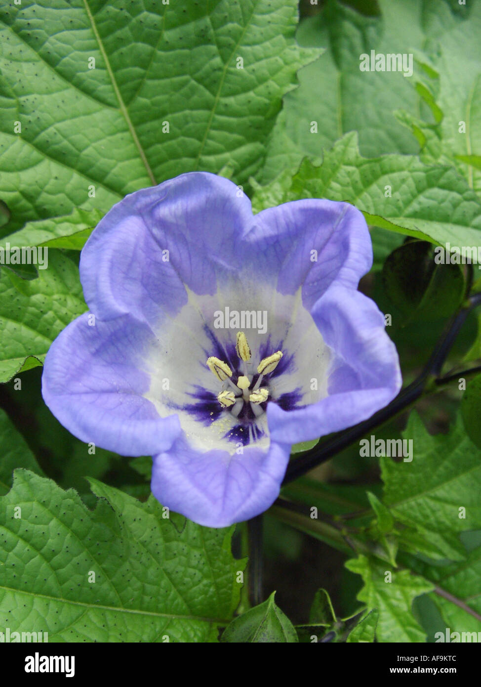 Shoo fly plant hi-res stock photography and images - Alamy