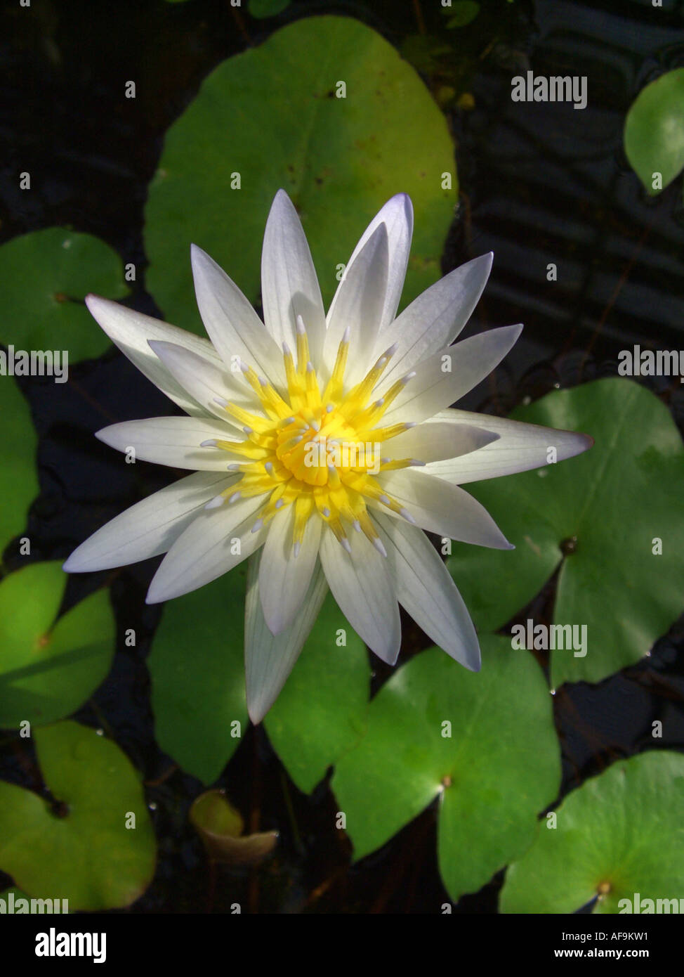 Nymphaea caerulea x nymphaea micrantha hi-res stock photography and ...