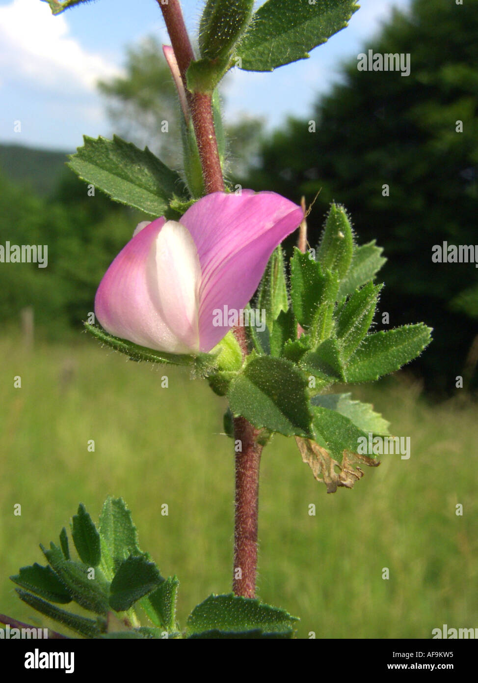 Spiny vegetation hi-res stock photography and images - Alamy